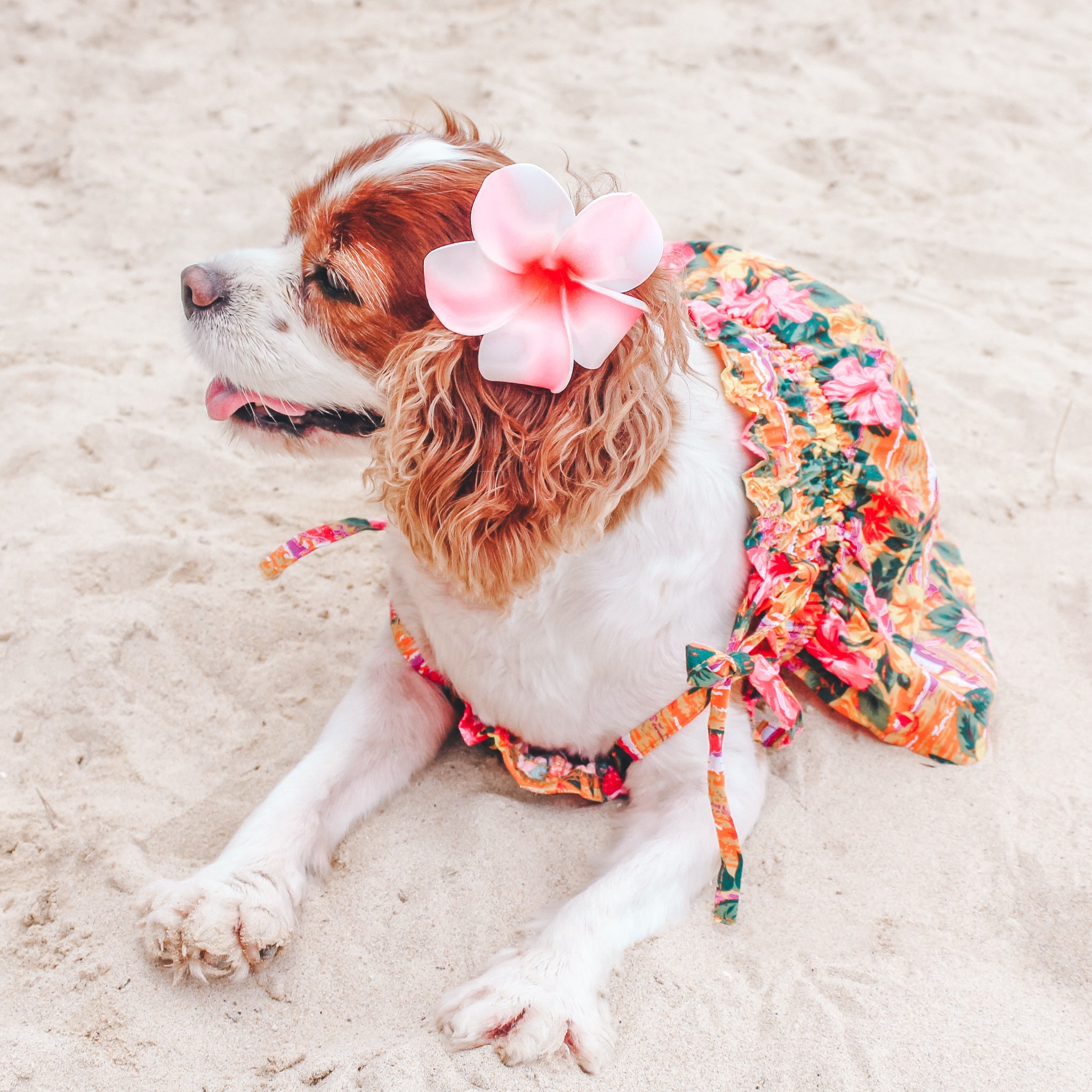 Summer Dog Clothes – Lightweight, Cool & Trendy Pet Fashion – Parisian Pet