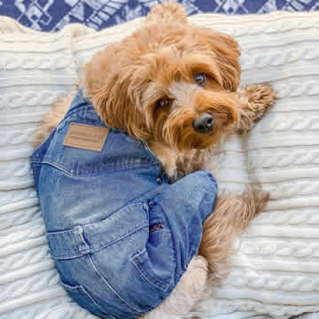 Dog Outfits & Jumpsuits | Stylish Pet Clothing Sets & Designer Apparel ...