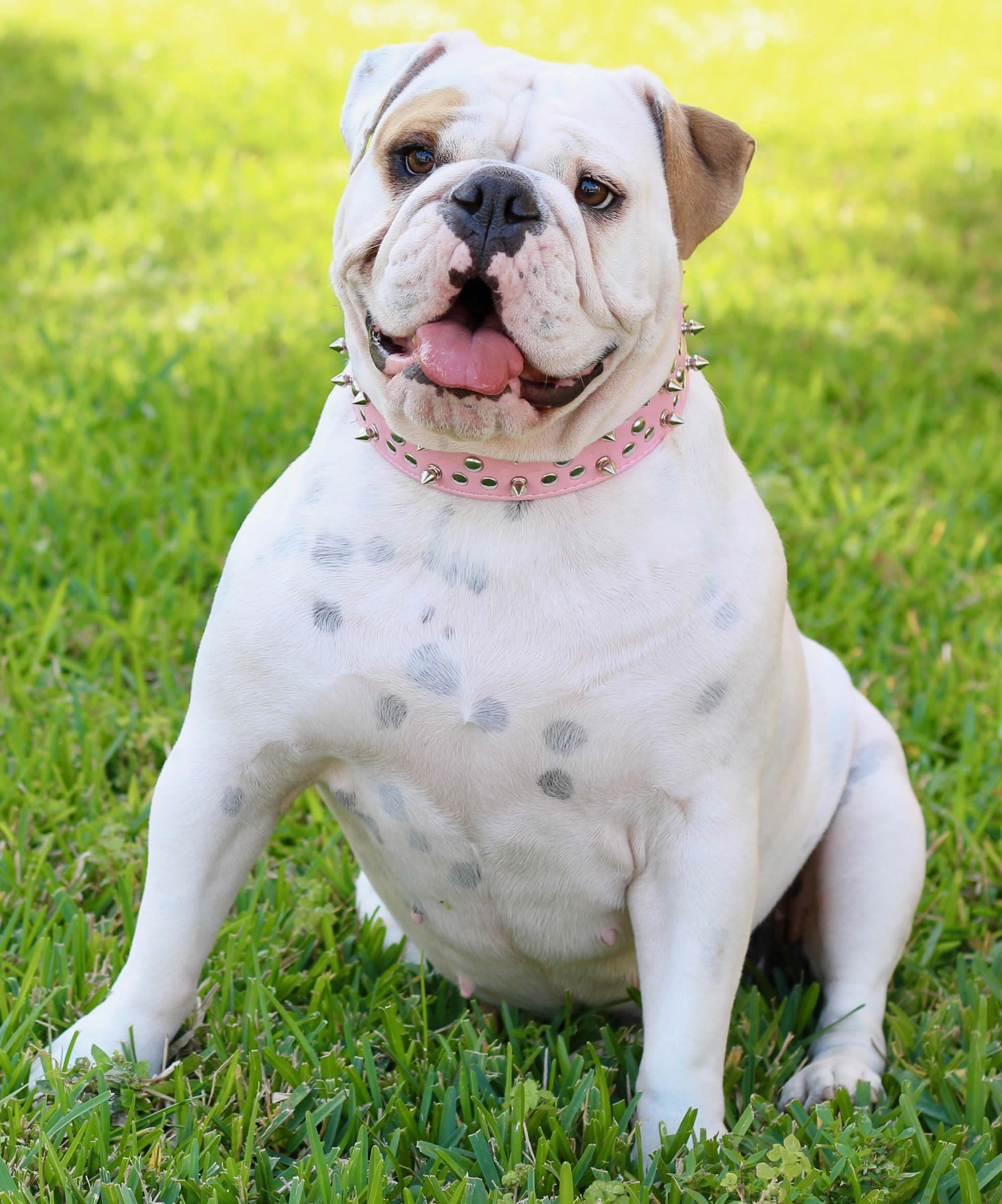 "Luxury Pet Collars & Stylish Dog Collars – Premium, Elegant Designs ...