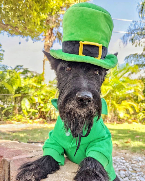 Parisian Pet: Designer Dog Clothes & Pet Apparel for Every Occasion!