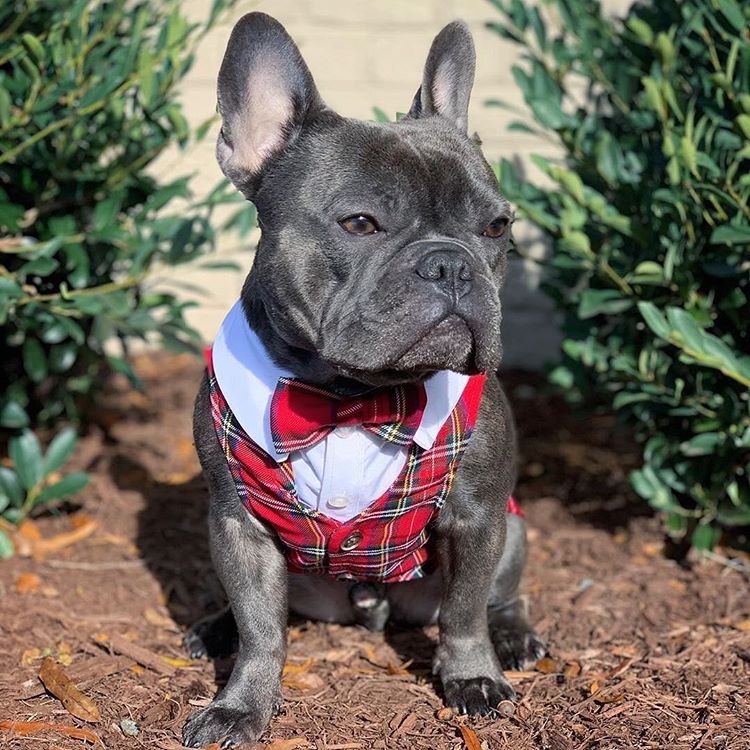 Parisian Pet: Designer Dog Clothes & Pet Apparel for Every Occasion!