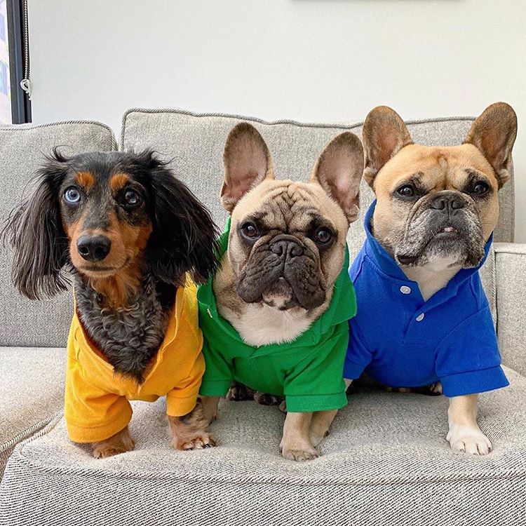 Parisian Pet: Designer Dog Clothes & Pet Apparel for Every Occasion!