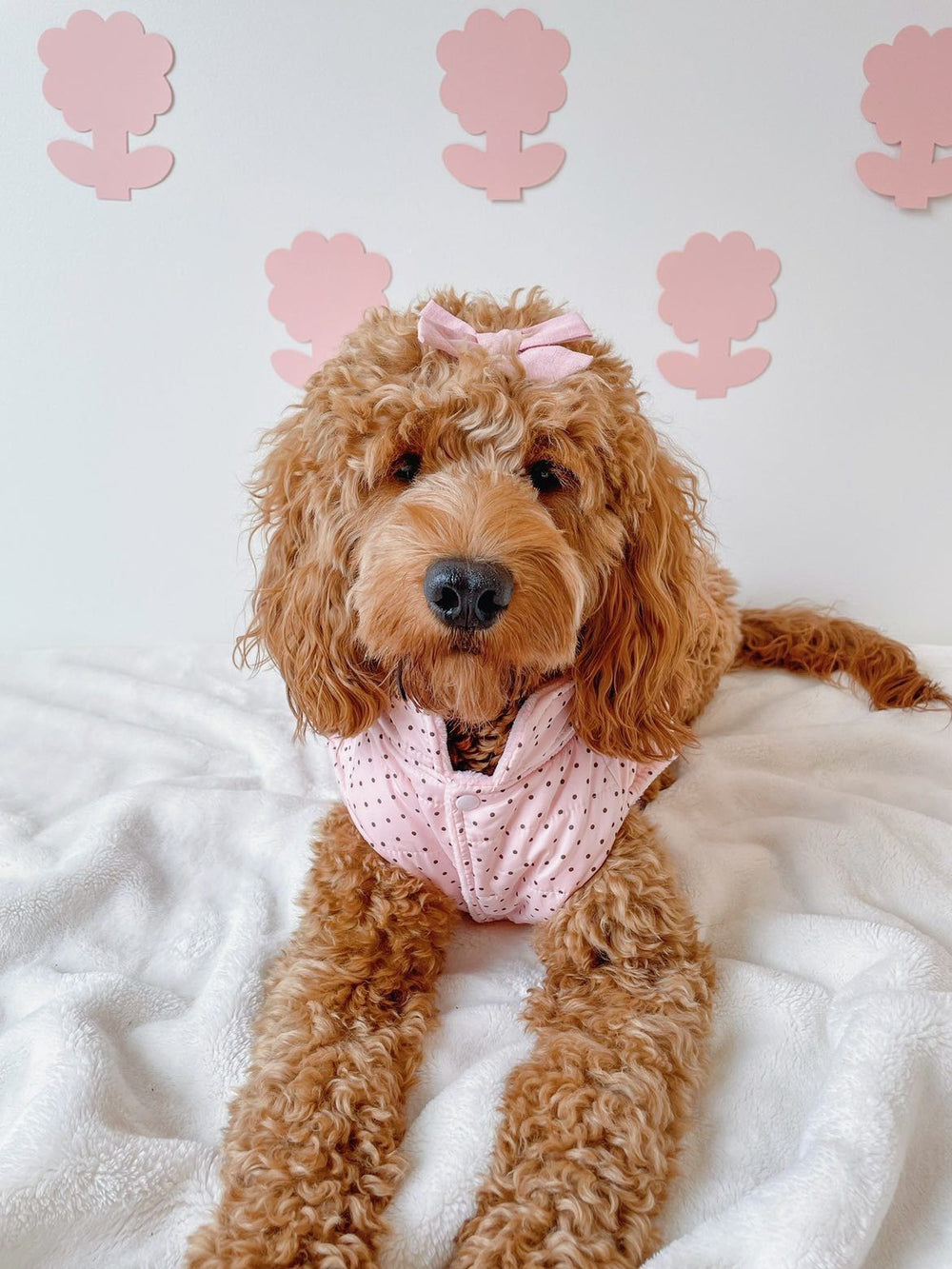Parisian Pet: Designer Dog Clothes & Pet Apparel for Every Occasion!